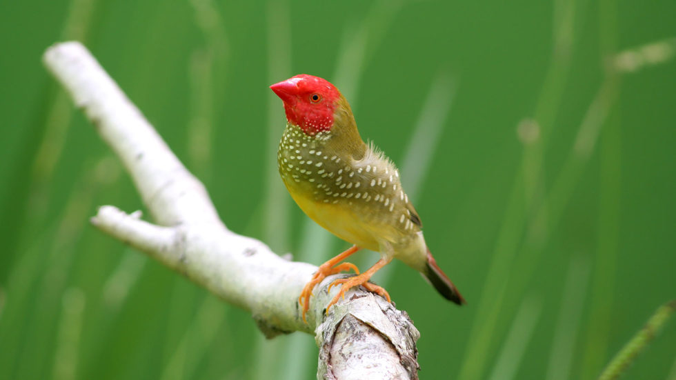 Star Finch | Broken Head Aviaries
